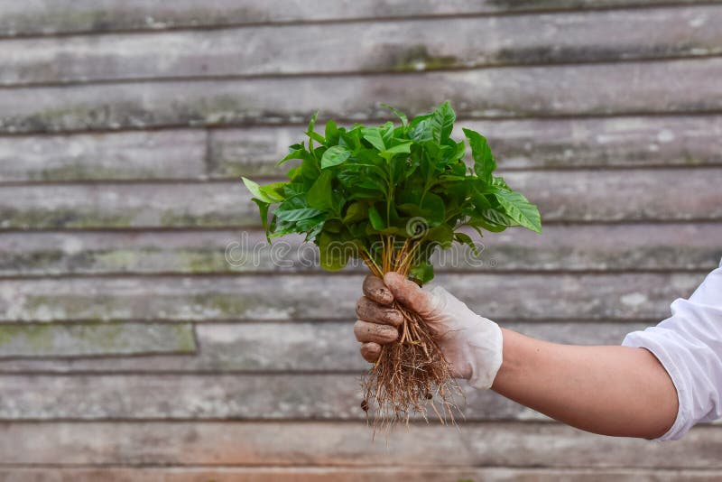 Seedlings Plant with Root in Hand for Stock Photo - Image of hand, body ...