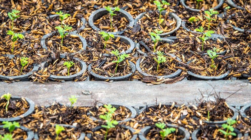 Seedlings of plant stock image. Image of plant, agriculture - 95594461