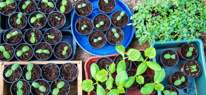 Seedlings for Planting Garden Plants in the Spring. Selective Focus ...