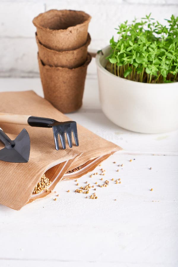 Seedlings, Planting Seeds at Home the Spring Planting. Early Seedling ...