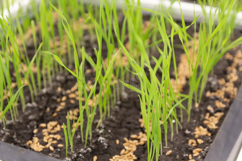 Seedlings for Planting in Spring Stock Photo - Image of gardening ...