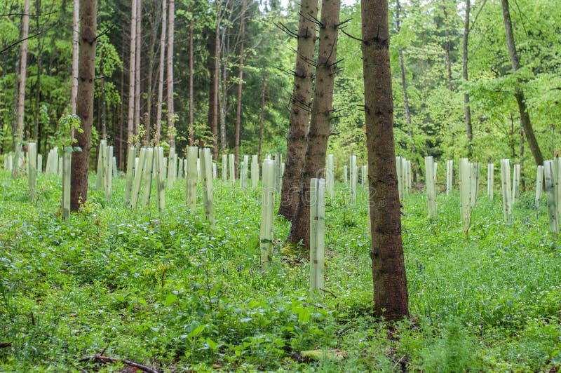 Seedlings in a Forest Glade Protected with Tree Shelters Stock Image ...