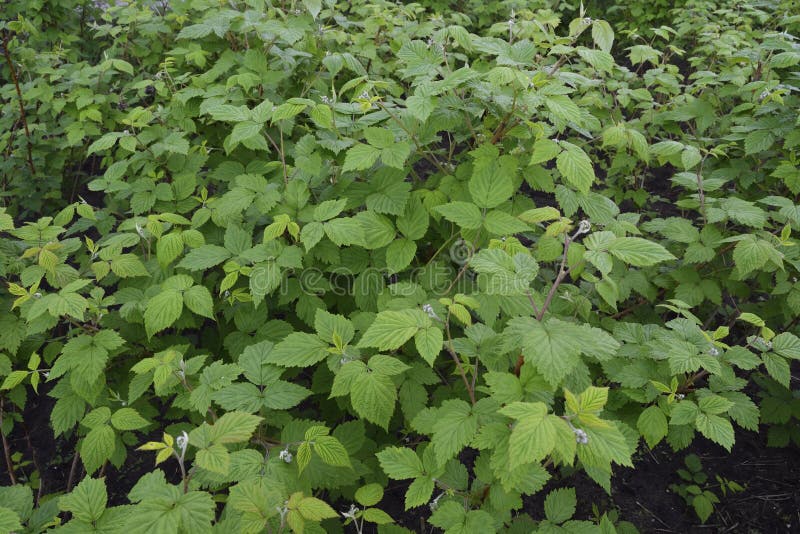 Raspberry Seedlings Planted In Fresh Ground And Will Give Fruit For ...