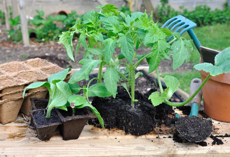 Seedlings Ready To Planting Stock Image - Image of plants ...