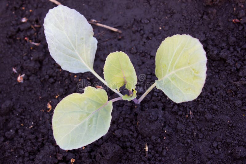 The Seedlings of Red Cabbage Growing Stock Photo - Image of grow ...