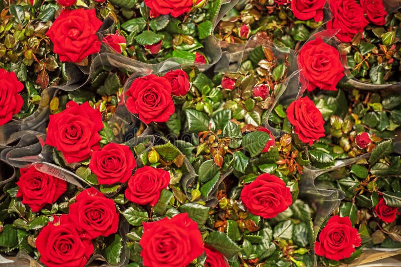 Seedlings of Red and White Roses for Planting Stock Image - Image of ...