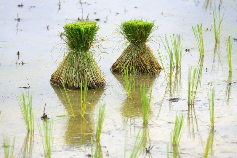 Rice Seedling on Muddy Water Stock Photo - Image of country, plant ...