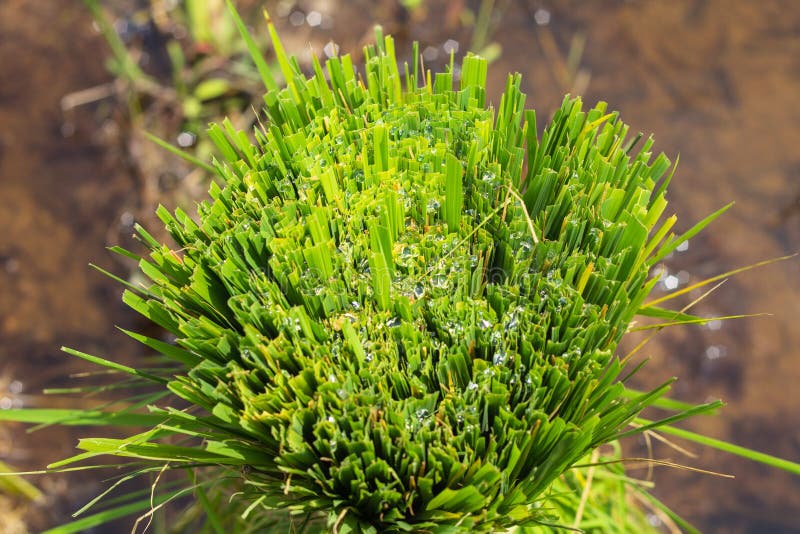 Seedlings of Rice Agriculture in Rice Fields,blurry Stock Photo - Image ...
