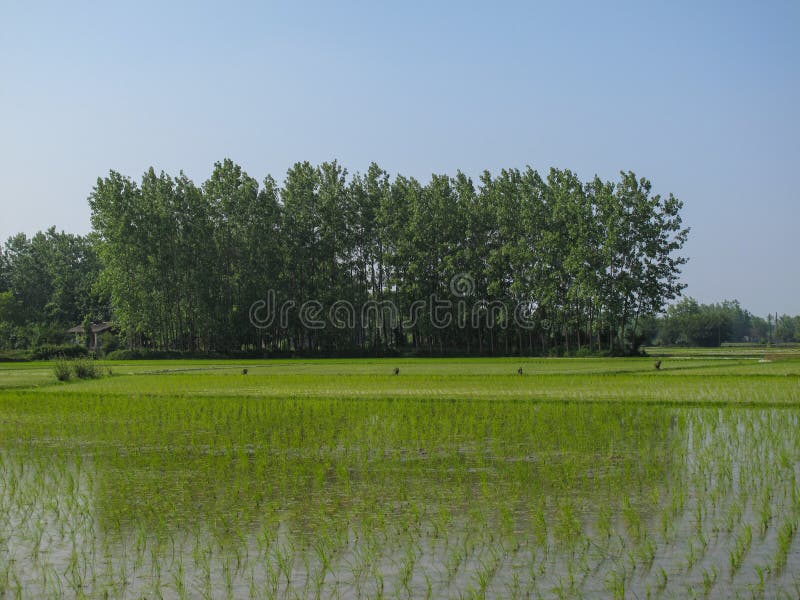Iran Rice Plantation Stock Photos - Free & Royalty-Free Stock Photos ...