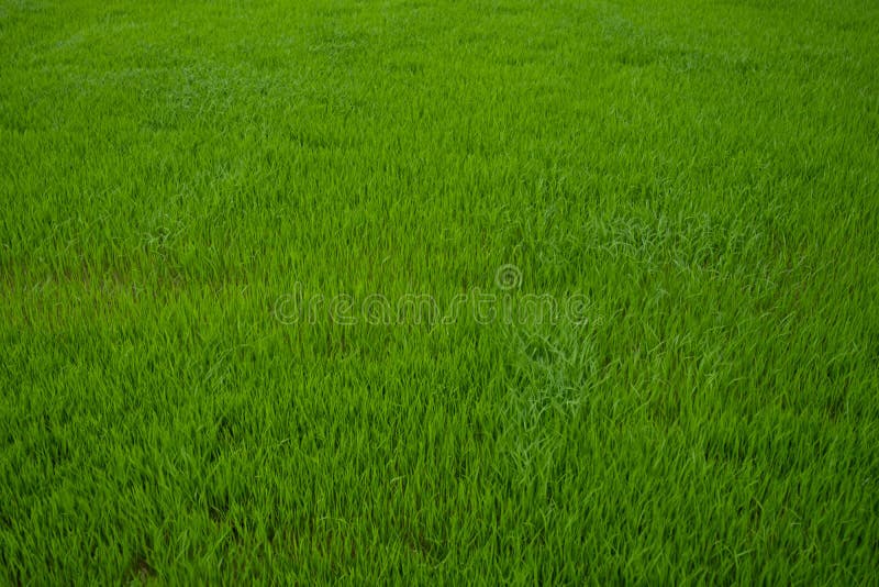Rice are Growing in the Paddy Fields, Top View Stock Photo - Image of ...