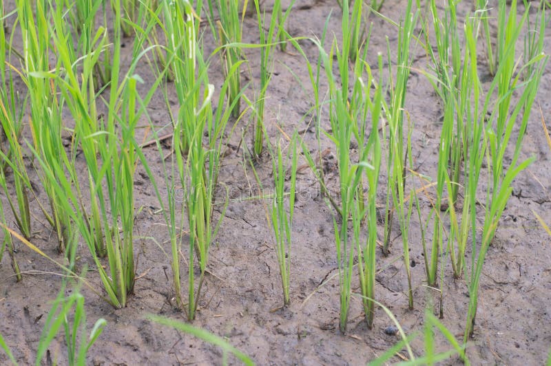 Root and seedling of rice stock image. Image of plant - 71871461