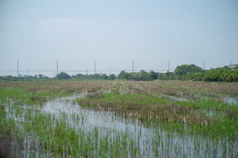 Green rice plants stock photo. Image of rice, seedlings - 168360030