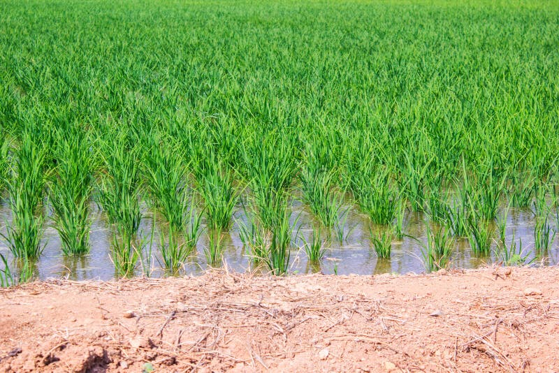 Paddy Rice Seedling in Rice Field Growing. Rice Paddy Sapling. Stock ...
