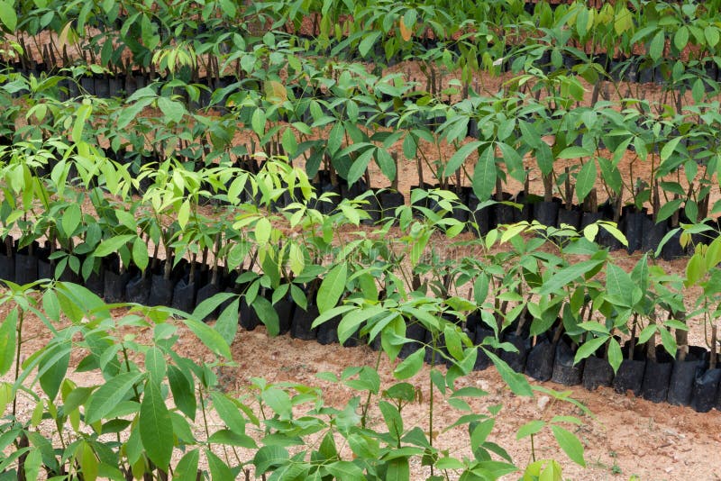 Seedlings Of Rubber Trees Royalty Free Stock Photos - Image: 22519218