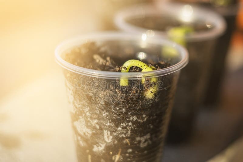 Seedlings in the Spring on the Terrace. Bean Seedling Stock Photo ...