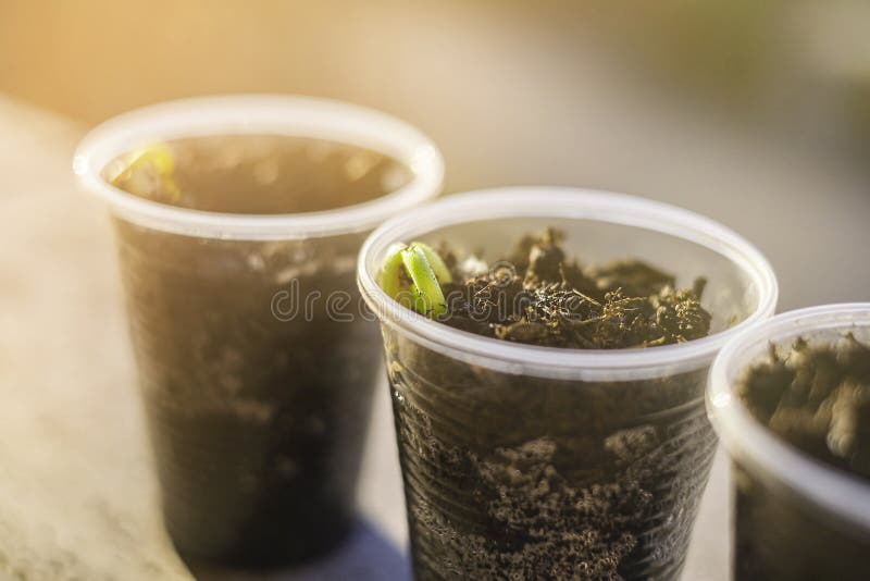 Seedlings in the Spring on the Terrace. Bean Seedling Stock Image ...