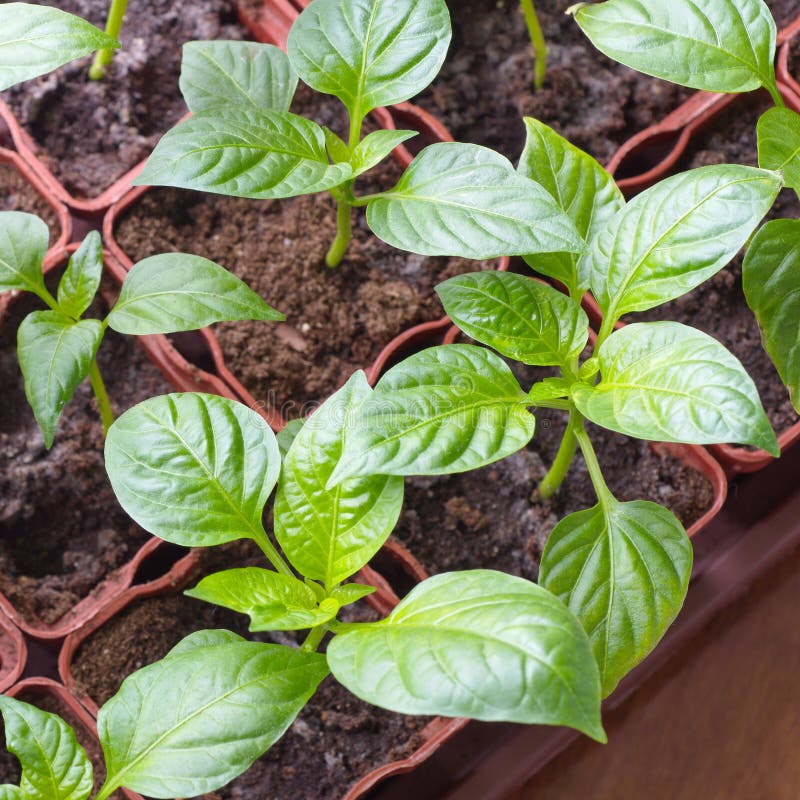 Seedlings of Sweet Pepper in Plastic Cups Stock Image - Image of trays ...