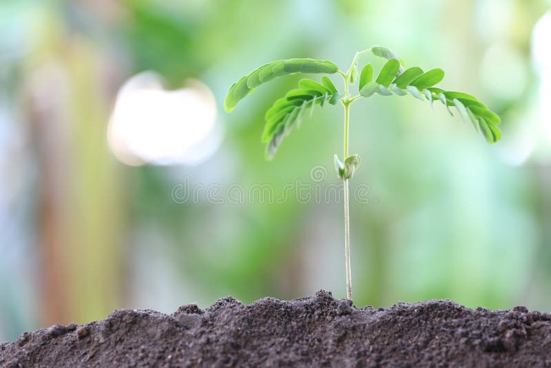 Tamarind seedlings stock photo. Image of flat, opening - 25394690