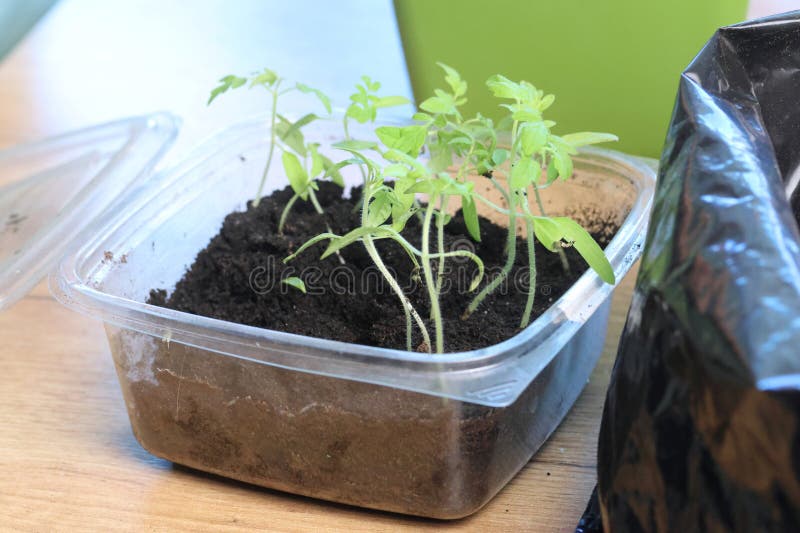 Seedlings of Tomato Plants in a Plastic Container. Stock Photo - Image ...