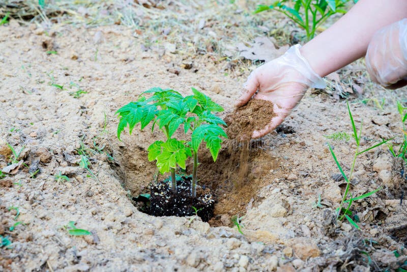 Seedlings of Tomatoes Planted in the Ground. Stock Photo - Image of ...