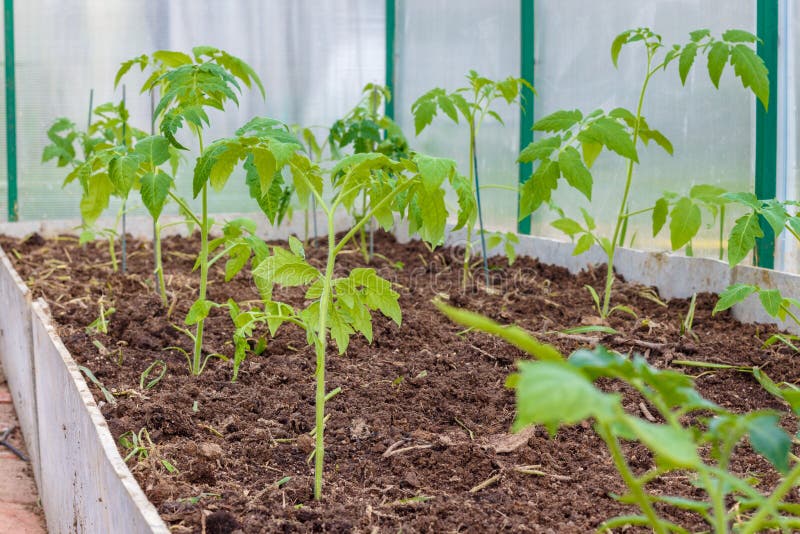 Greenhouse and Seedbed in the Vegetable Garden. Stock Image - Image of ...