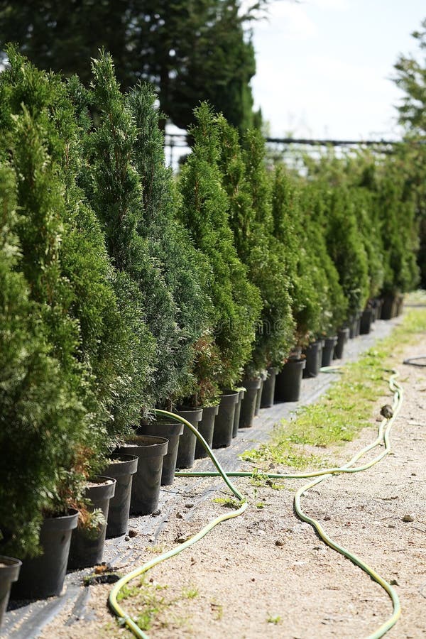 Seedlings Tree Thuji in Plant Nursery Stock Image - Image of farming ...