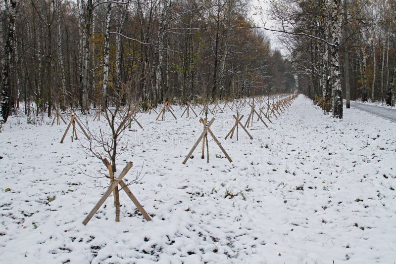 Seedlings of Trees are Planted in Rows Stock Image - Image of ...