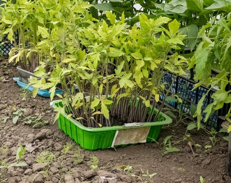 Seedlings of Various Vegetables in Boxes in a Greenhouse. the First ...