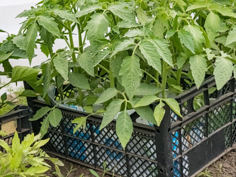 Seedlings of Various Vegetables in Boxes in a Greenhouse. the First ...