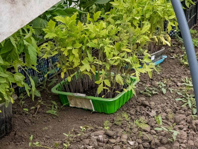 Seedlings of Various Vegetables in Boxes in a Greenhouse. the First ...