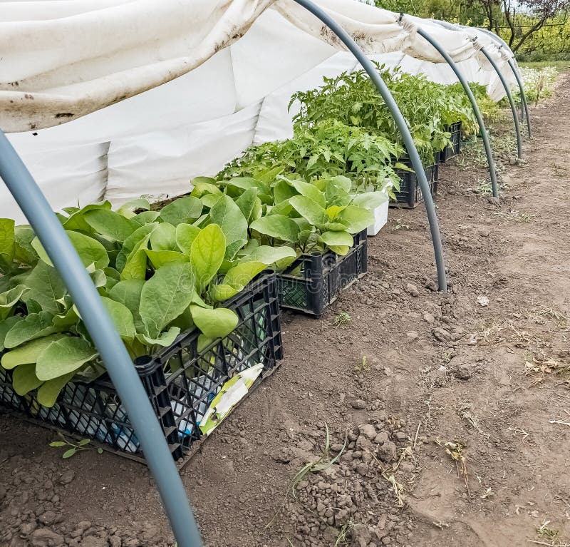Seedlings of Various Vegetables in Boxes in a Greenhouse. the First ...