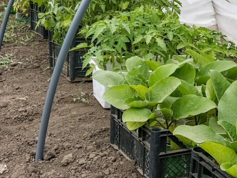 Seedlings of Various Vegetables in Boxes in a Greenhouse. the First ...