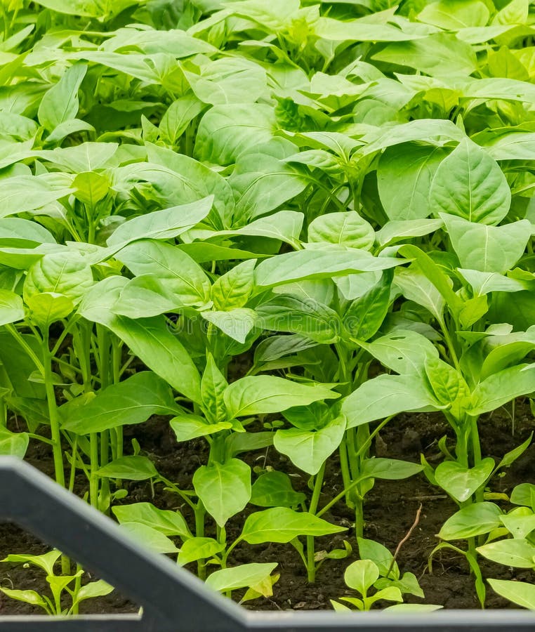 Seedlings of Various Vegetables in Boxes in a Greenhouse. the First ...