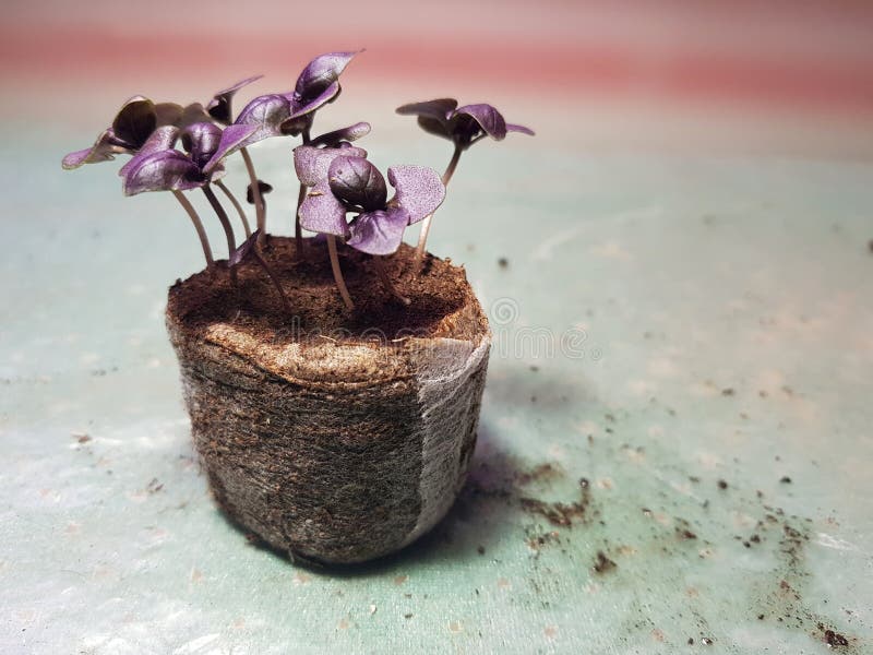 Seedlings - Very Beautiful Seedlings of Basil in a Pot Stock Image ...