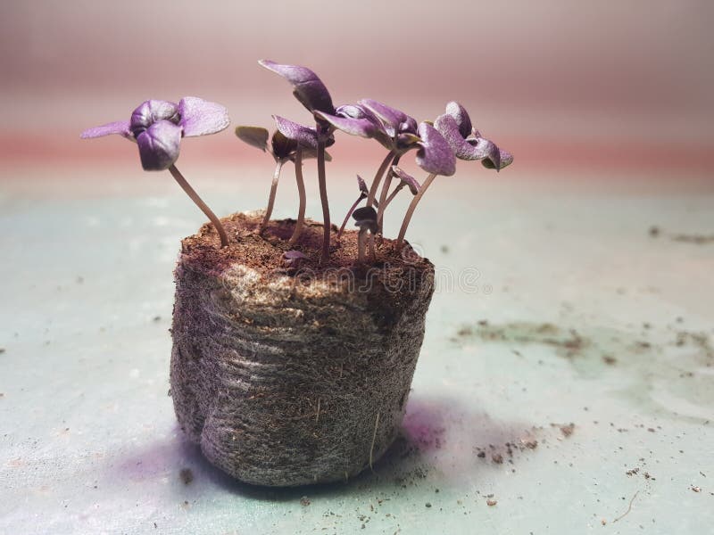 Seedlings - Very Beautiful Seedlings of Basil in a Pot Stock Image ...