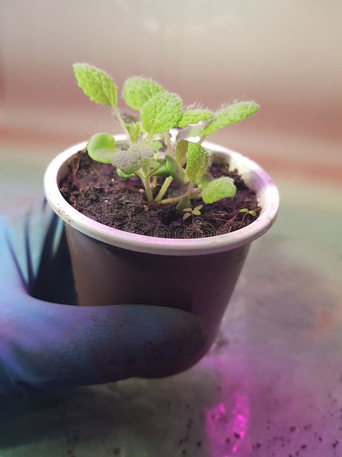 Seedlings - Very Beautiful Sage Seedlings in a Pot in a Gloved Hand ...