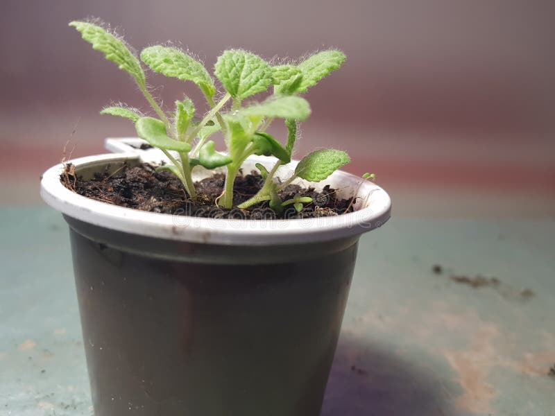 Seedlings - Very Beautiful Seedlings of Sage in a Pot Stock Image ...