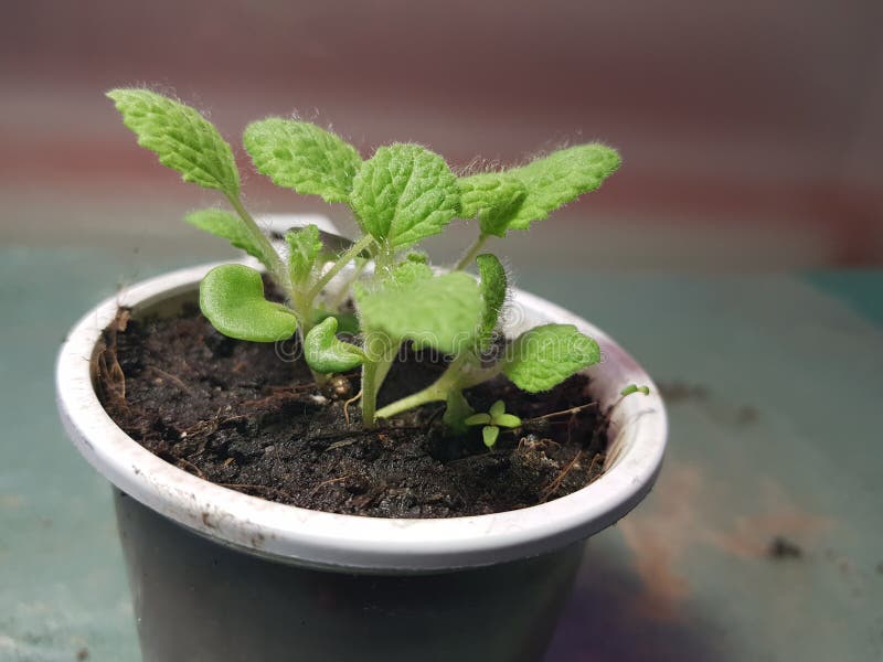 Seedlings - Very Beautiful Seedlings of Sage in a Pot Stock Photo ...