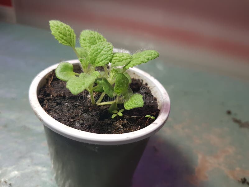 Seedlings - Very Beautiful Seedlings of Sage in a Pot Stock Image ...