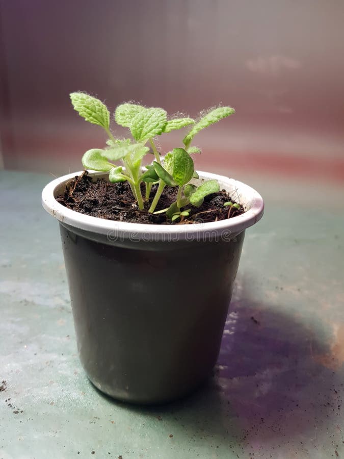 Seedlings - Very Beautiful Seedlings of Sage in a Pot Stock Photo ...
