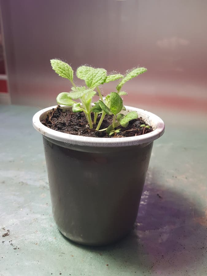 Seedlings - Very Beautiful Seedlings of Sage in a Pot Stock Image ...