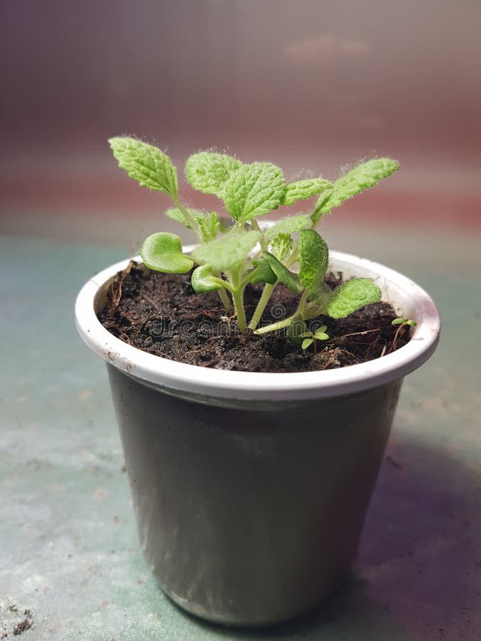 Seedlings - Very Beautiful Seedlings of Sage in a Pot Stock Photo ...