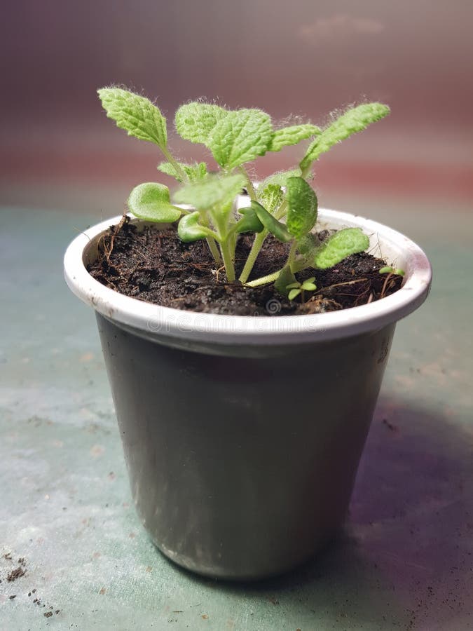 Seedlings - Very Beautiful Seedlings of Sage in a Pot Stock Photo ...
