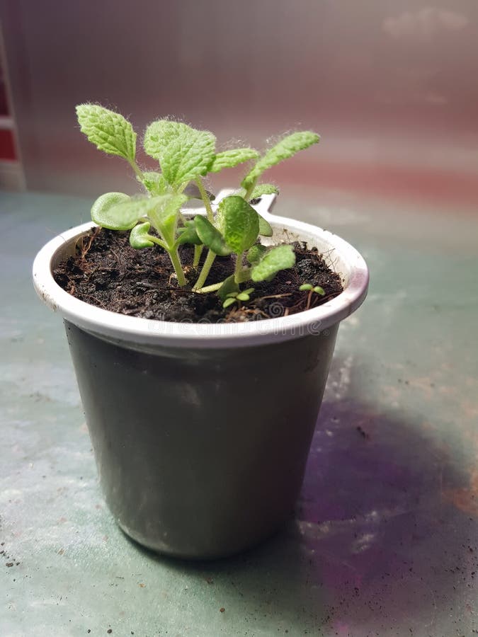 Seedlings - Very Beautiful Seedlings of Sage in a Pot Stock Photo ...