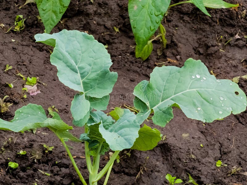 Seedlings of White Cabbage. Cabbage Seedlings in a Greenhouse Stock ...
