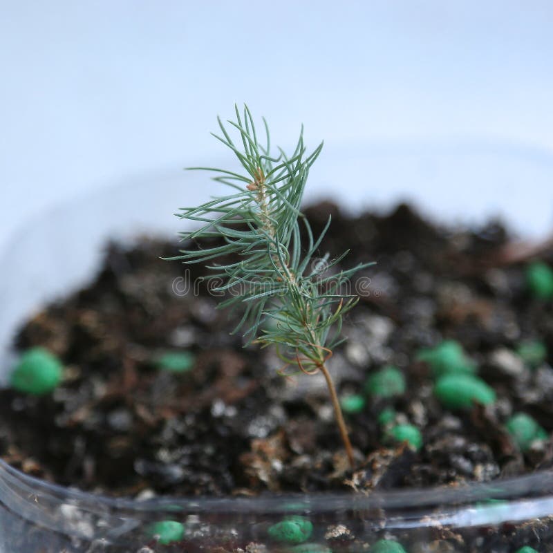 Seedlings of Young Blue Pine in the Ground Stock Image - Image of young ...
