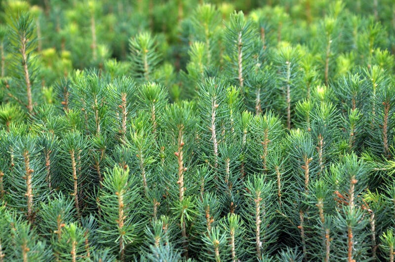 Seedlings of Young Coniferous Trees Stock Image - Image of seedling ...