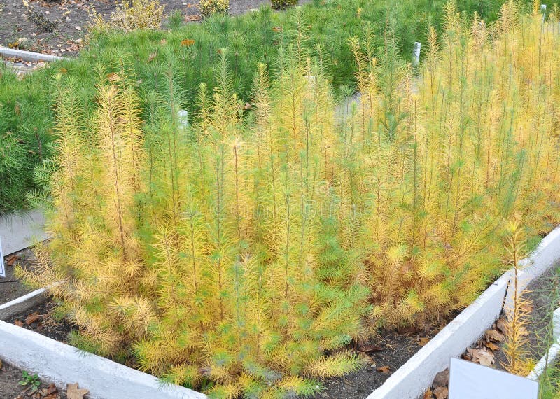 Seedlings of Young Coniferous Trees Larch Stock Photo - Image of ...