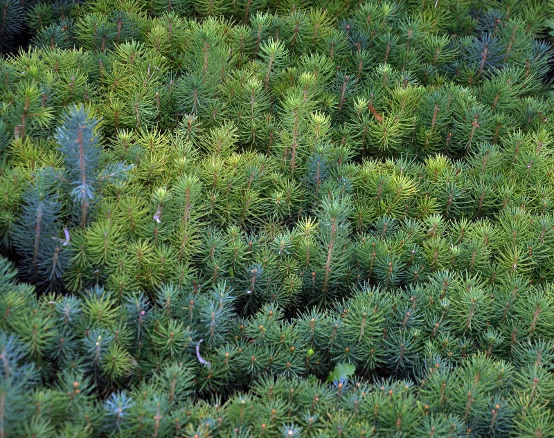 Seedlings of Young Pine Trees Stock Photo - Image of small, evergreen ...