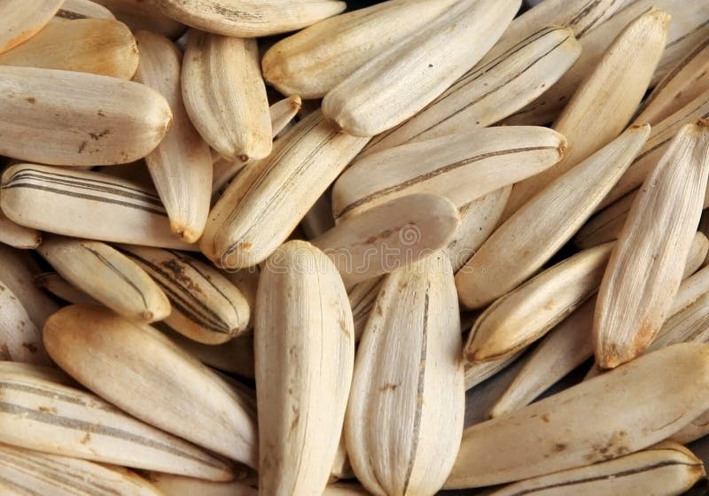 Seeds stock photo. Image of close, sunflower, forage - 12011938